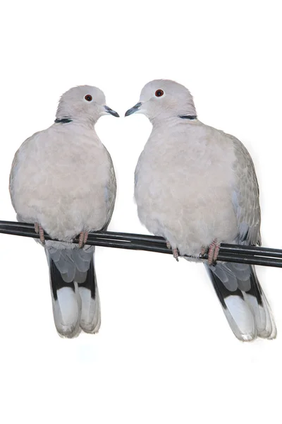 Two turtle doves Stock Photos, Royalty Free Two turtle doves Images | Depositphotos