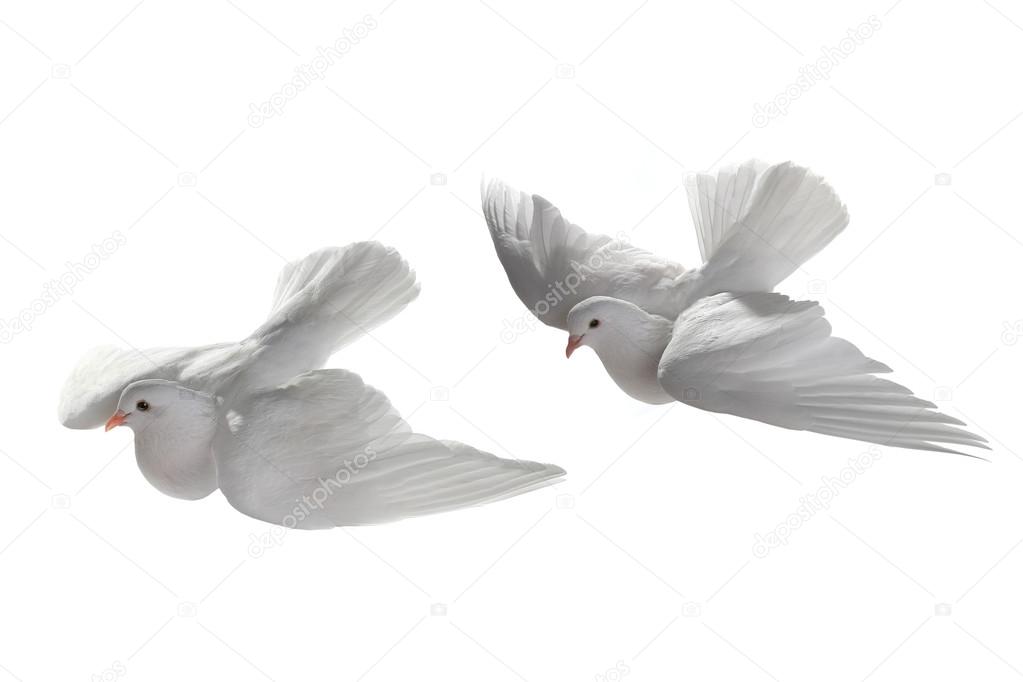 Two White Pigeons Flying