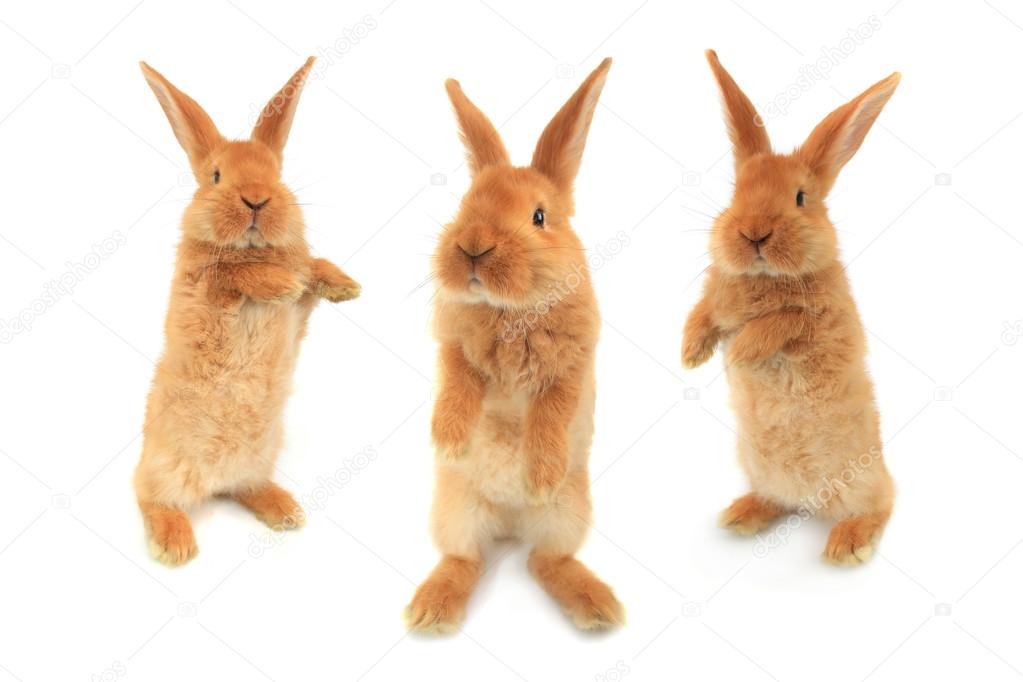 Three standing rabbits Stock Photo by ©bazil 72063527