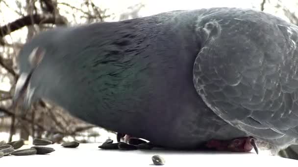 Mad Pigeon
