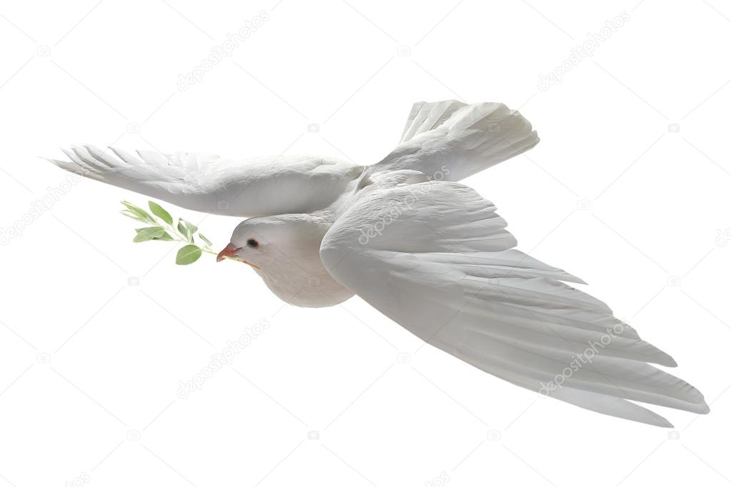 Real White Dove Flying