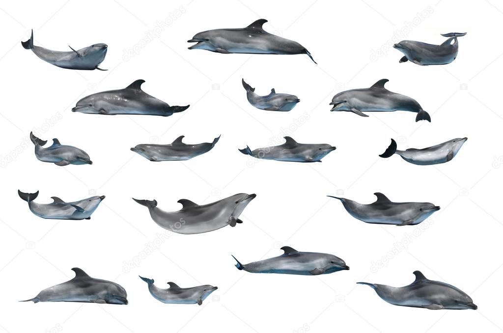 Set of dolphins in different position Stock Photo by ©bazil 79789514
