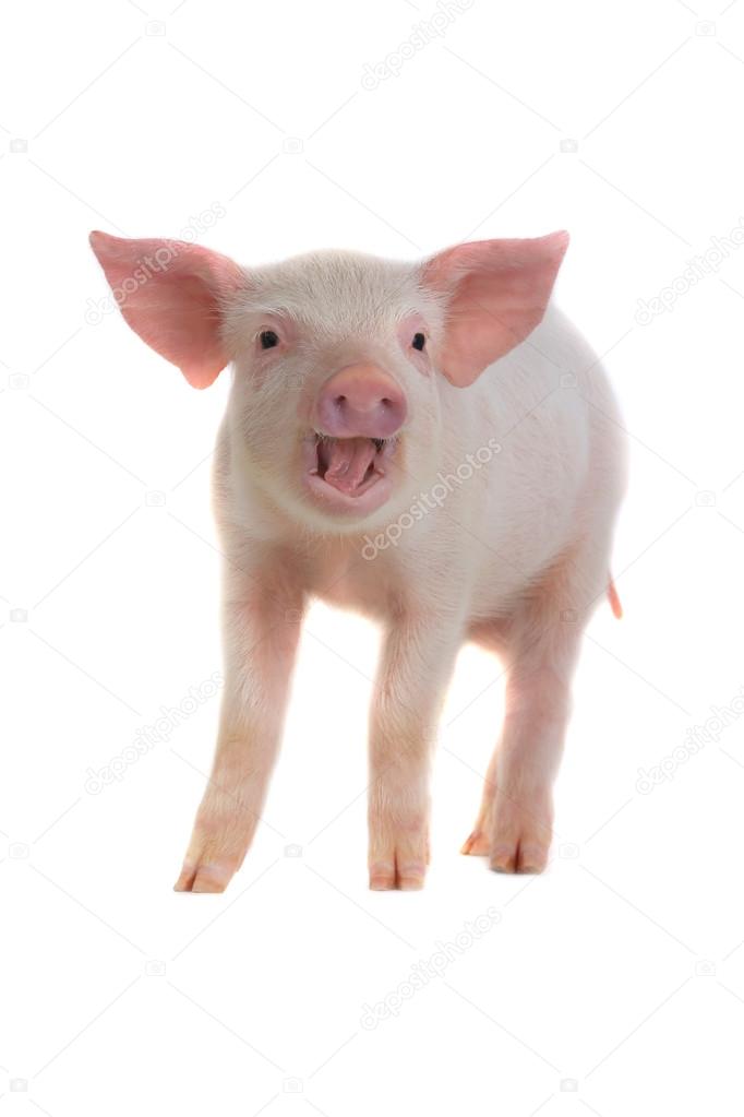 Little domestic pig Stock Photo by ©bazil 81871588