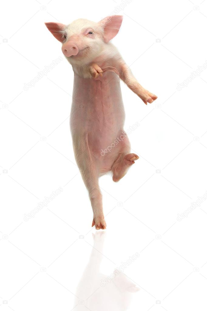 Pig going on hinder legs — Stock Photo © bazil #82218586