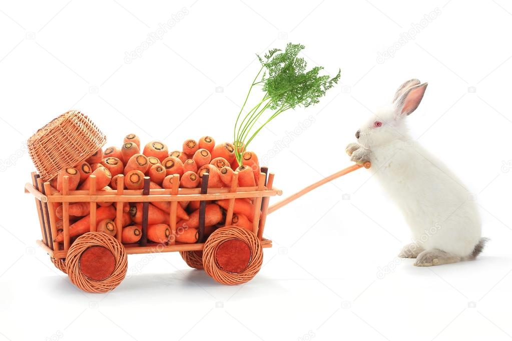 White rabbit with carrots on wheelbarrow Stock Photo by ©bazil 83334394