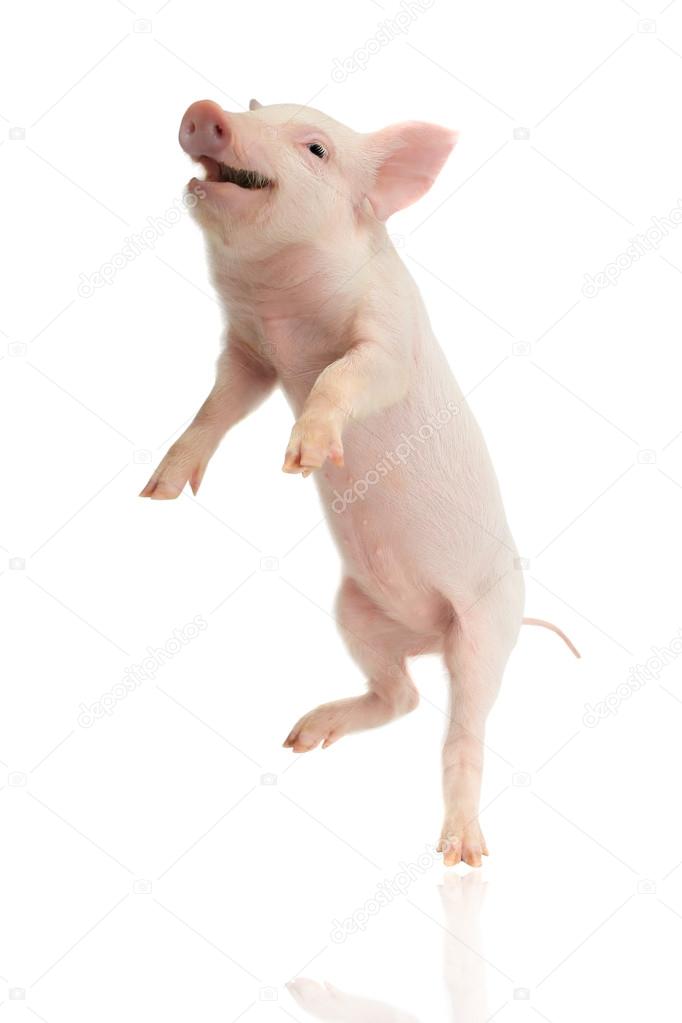 Pig Standing On Hind Legs Front View