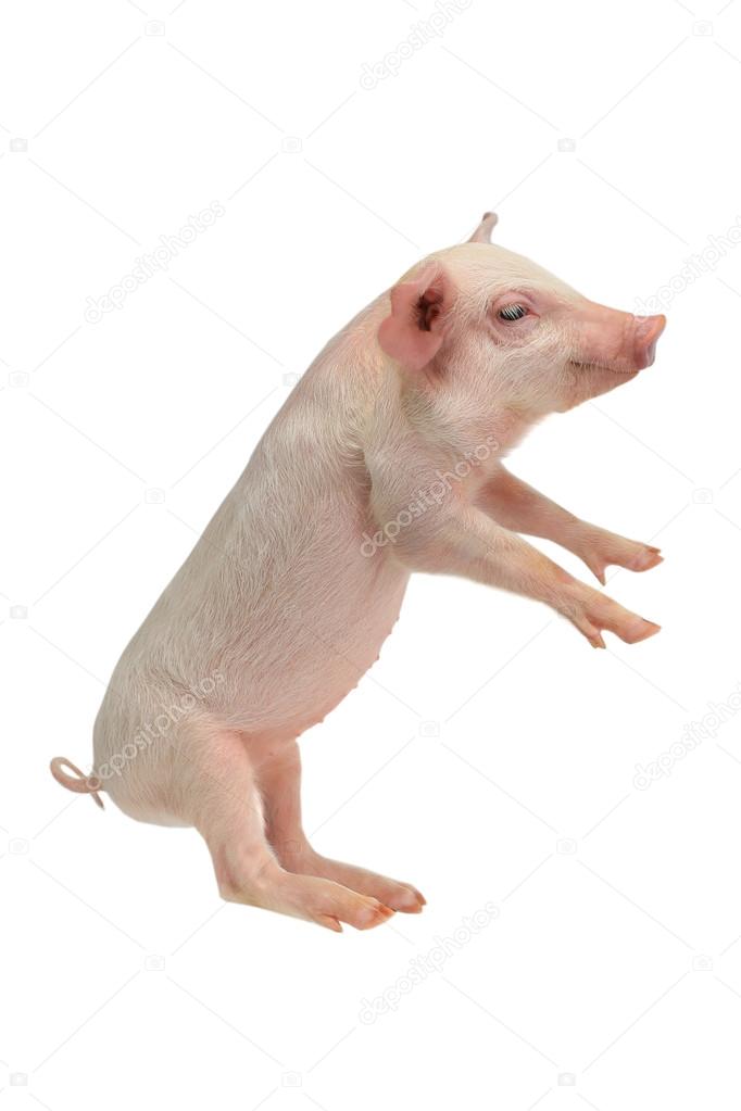 Pig Standing On Hind Legs