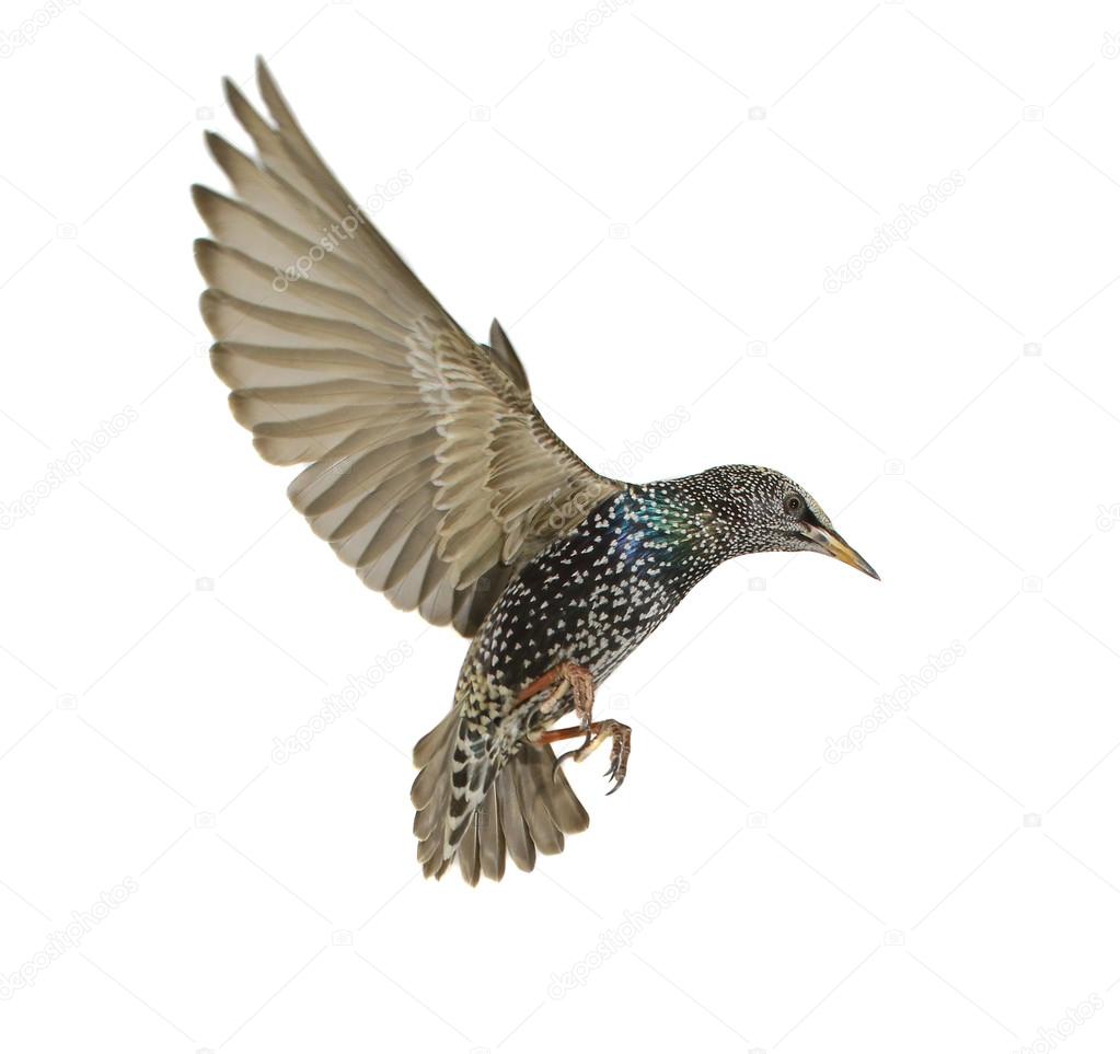 European Starling Flying