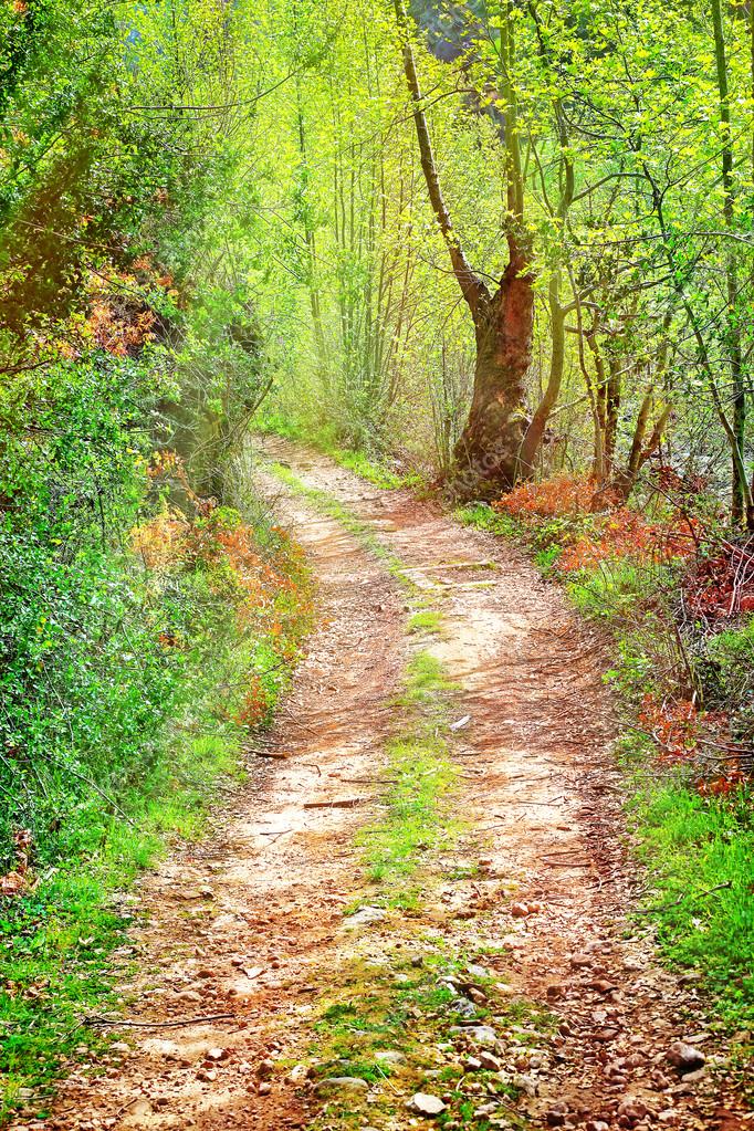 Walkway in secluded deciduous forest — Stock Photo © Anna_Om #106633298