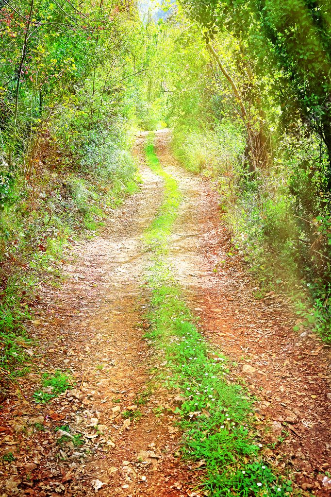 Walkway in secluded deciduous forest — Stock Photo © Anna_Om #107272118