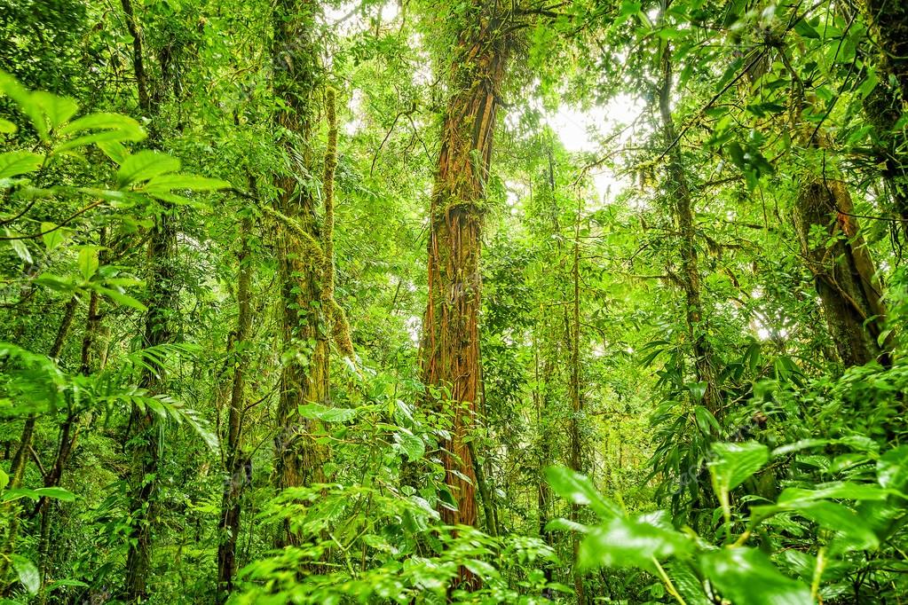 Rain forest green background — Stock Photo © Anna_Om #64041329