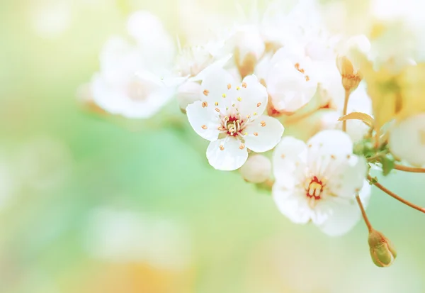 Beautiful spring blooming - Stock Image - Everypixel