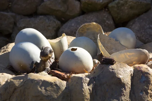 Dinosaur Diplodocus — Stock Photo © Deaurinko #9168467