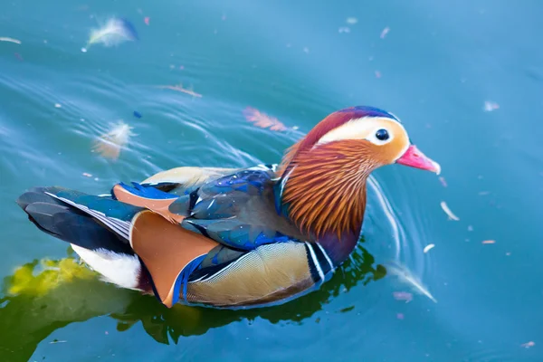 Pato de filipino Stock Photos, Royalty Free Pato de filipino Images ...