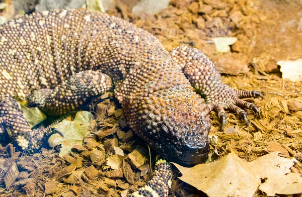 Bambú en monitor Stock Photos, Royalty Free Bambú en monitor Images ...