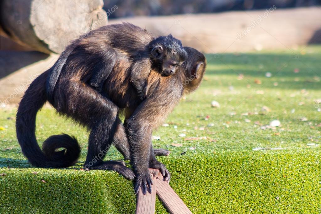 Capuchin monkey walks with a little to the back (Cebus apella) — Stock ...