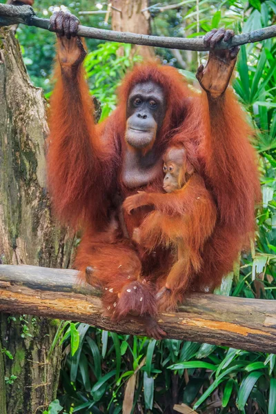 Baby orangutan Stock Photos, Royalty Free Baby orangutan Images ...