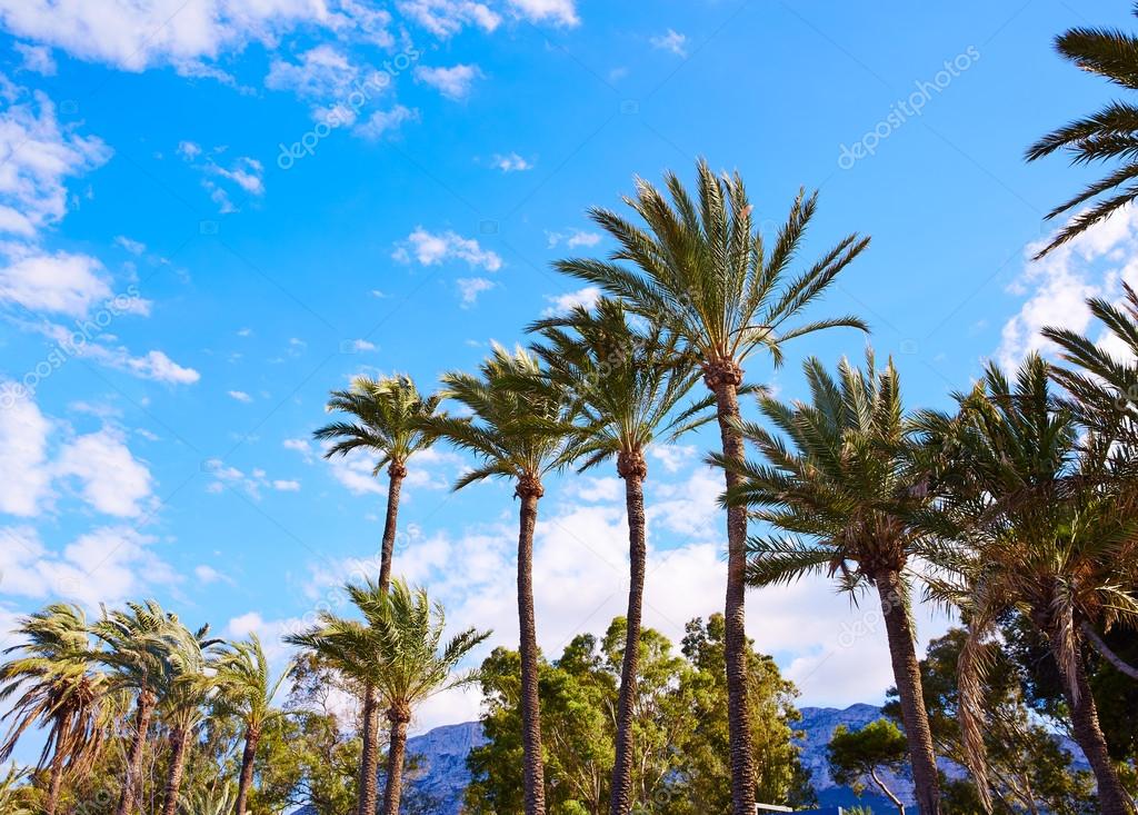 Denia palm trees in Marineta Casiana beach Stock Photo by ©lunamarina ...