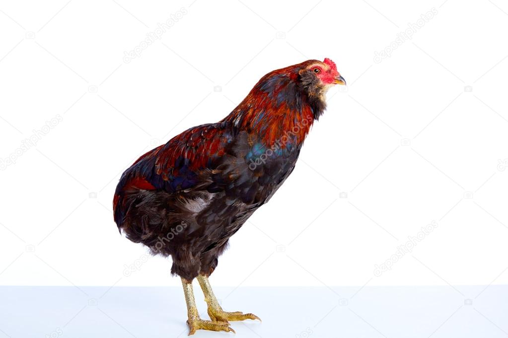 Macho gallo araucana Pascua egger crianza: fotografía de stock ...