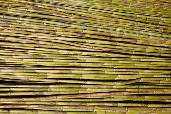 River green cane harvest texture pattern background Stock Photo by ...