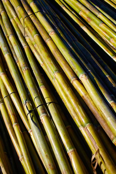 Bamboo cane food sugar green trunks — Stock Photo © lunamarina #5502815