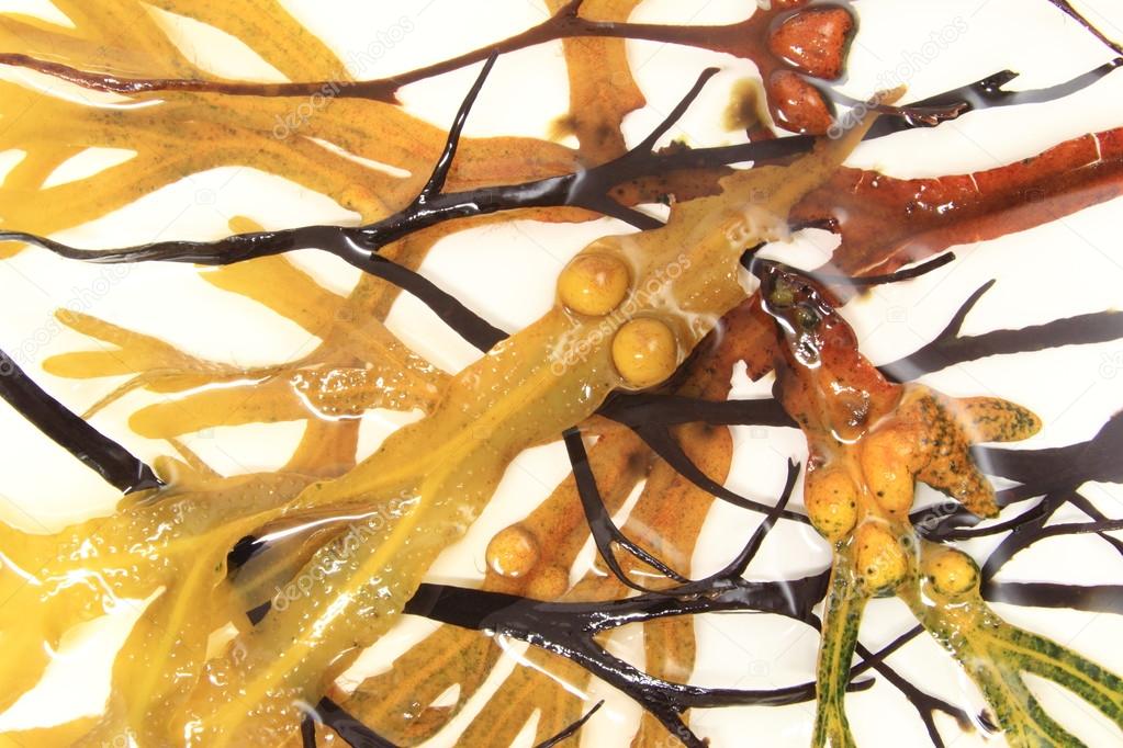 Various brown algae — Stock Photo © joachimopelka #61693843 Various brown algae — Stock Photo © joachimopelka #61693843