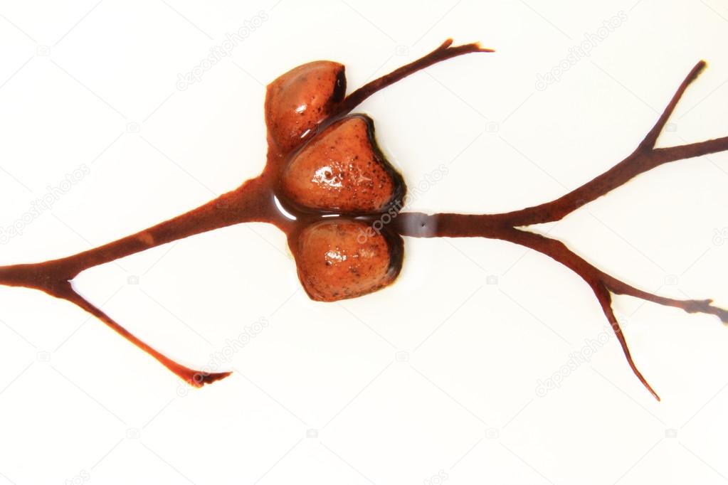 Brown algae image | Brown algae — Stock Photo © joachimopelka #61694019 Brown algae image | Brown algae — Stock Photo © joachimopelka #61694019