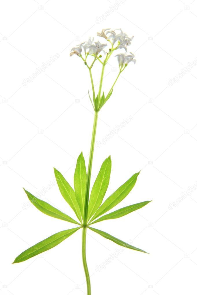 Sweet Woodruff Drawing