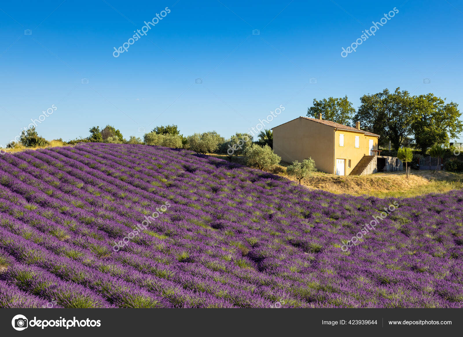 Lavender Fields Valensole South France — Stock Photo © sam741002 #423939644