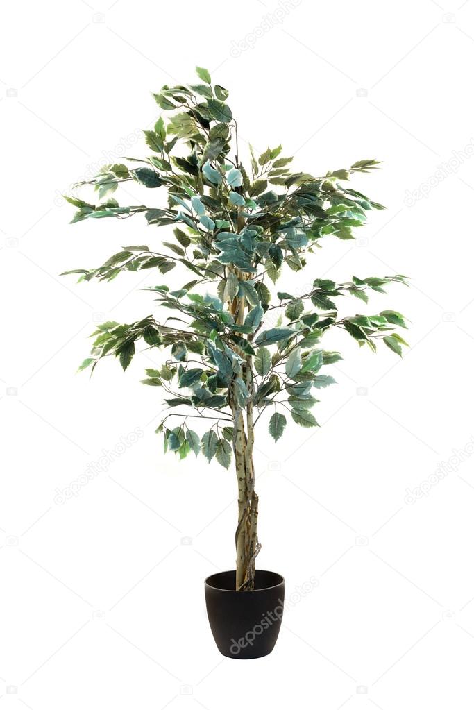 Artificial Fiscus Tree Stock Photo by ©CogentMarketing 94376746