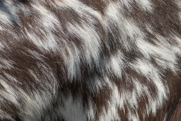 Brown and white goat fur texture - Stock Image - Everypixel