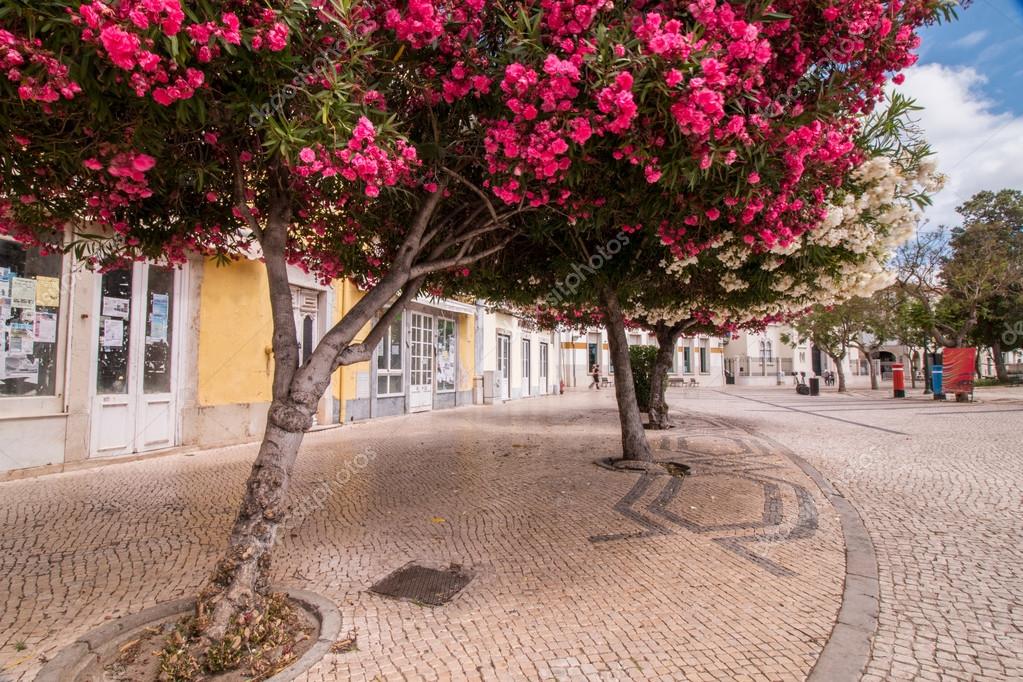 Nerium Oleander Tree