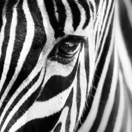 Zebra pattern Stock Photos, Royalty Free Zebra pattern Images ...
