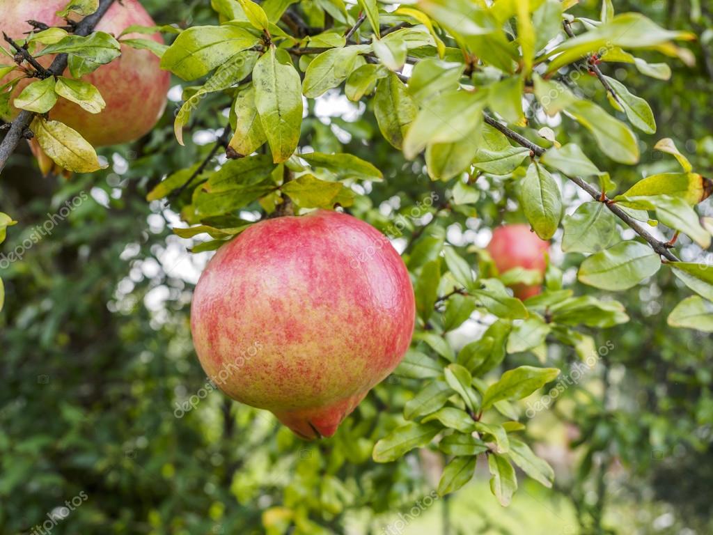 Pomegranate tree with fruits — Stock Photo © vinciber1 #88427316