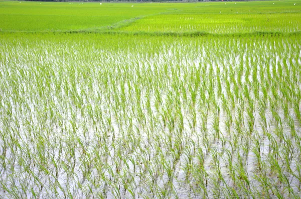 Rice field cambodia Stock Photos, Royalty Free Rice field cambodia ...