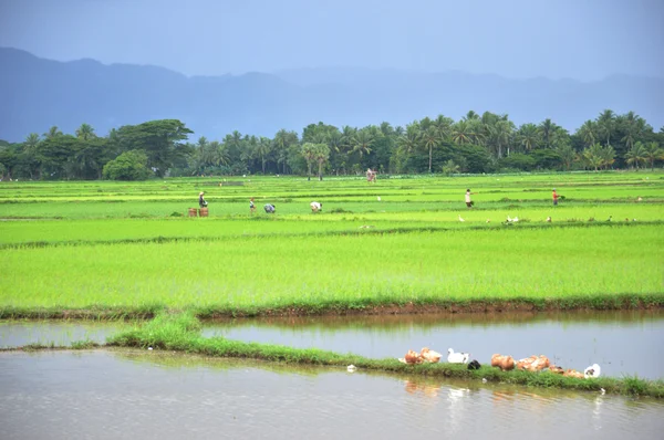 Rice field cambodia Stock Photos, Royalty Free Rice field cambodia ...