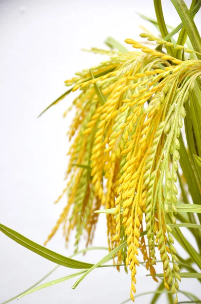 Rice paddy Stock Photos, Royalty Free Rice paddy Images | Depositphotos