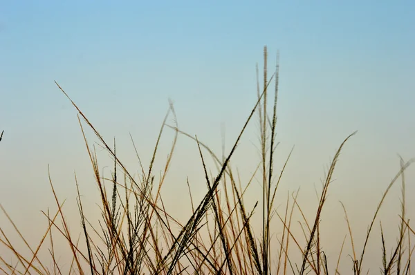 Weed grass in the sunshine — Stock Photo © tempakul #87909316
