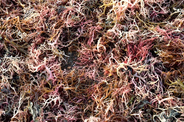 Drying process Stock Photos, Royalty Free Drying process Images ...