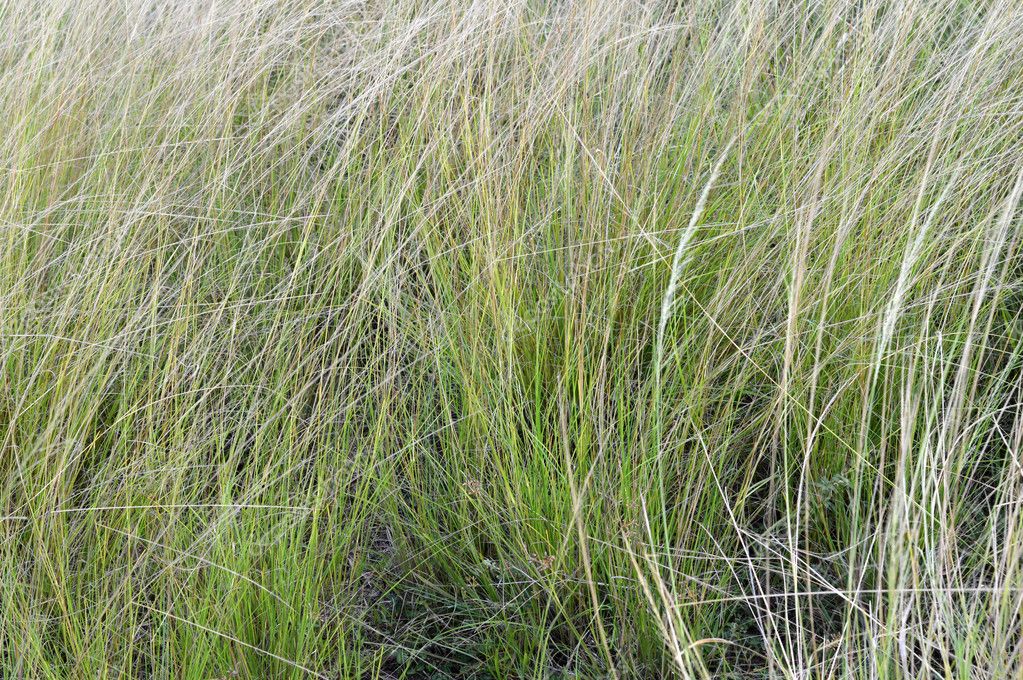 Weed grass in the sunshine — Stock Photo © tempakul #87909316