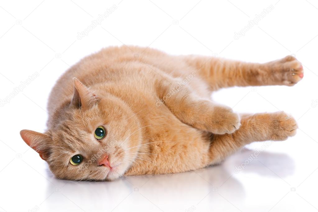 Red cat Stock Photo by ©mac_sim 71221227