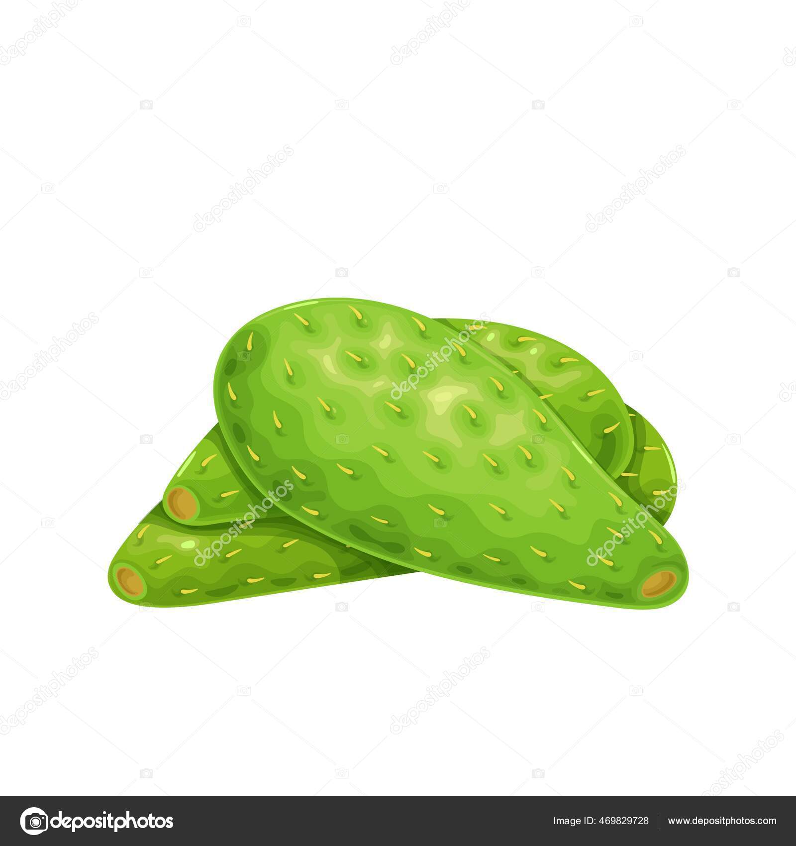 Cactus verde hoja nopales icono Vector de stock por ©tory 469829728