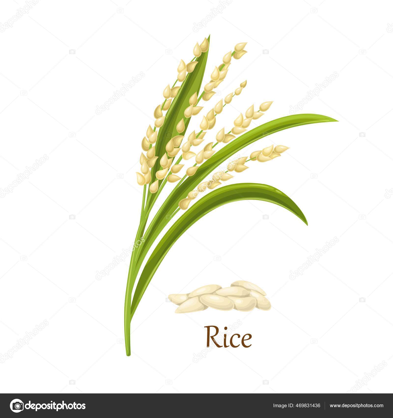 Rice seed of the grass Oryza sativa Stock Vector by ©tory 469831436