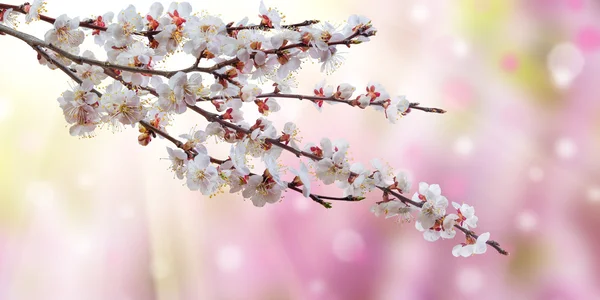 Spring branch - Stock Image - Everypixel