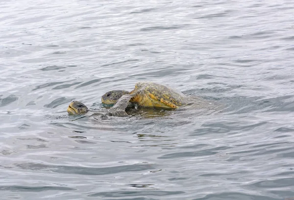 Sea turtle mating Stock Photos, Royalty Free Sea turtle mating Images ...