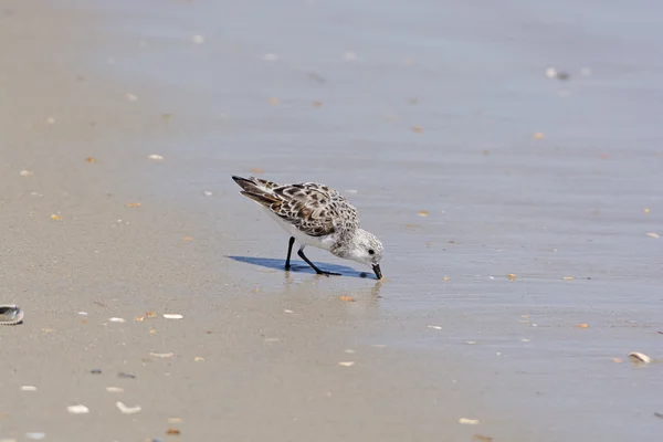 Baby shorebird Stock Photos, Royalty Free Baby shorebird Images ...