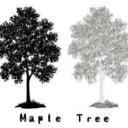 Maple tree silhouette Stock Photos, Royalty Free Maple tree silhouette ...