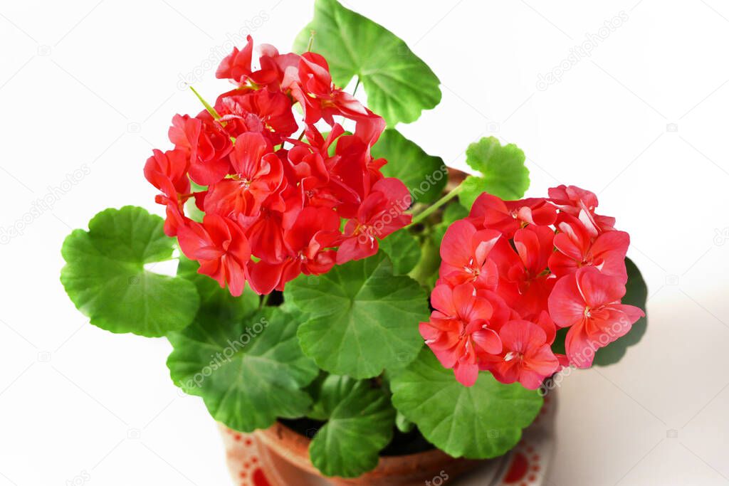 hermosas flores de geranio rosa en macetas aisladas sobre fondo blanco ...