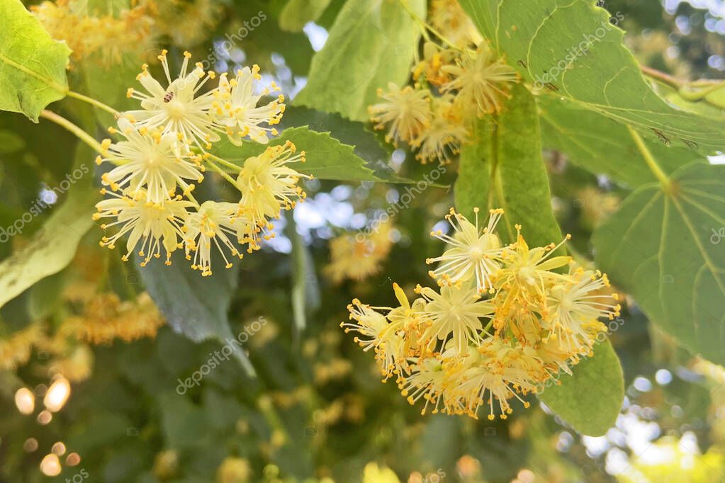 Flor de árbol de tilo en la primavera y suumer tiempo en la ciudad ...