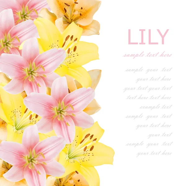 Lily flowers background isolated on white with sample text Stock Photo ...